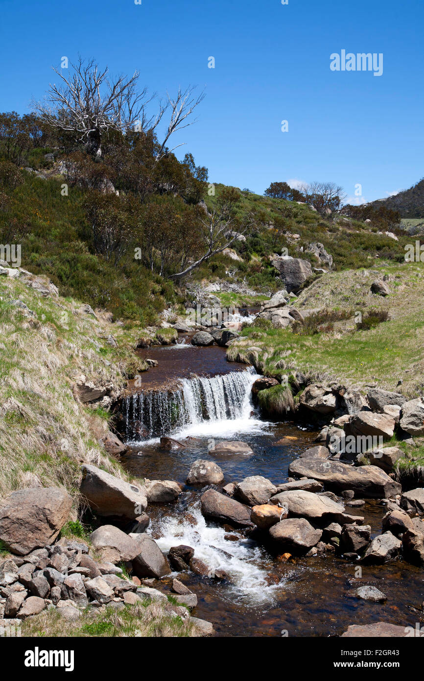Pristine snowmelt alpine stream which flows into the Snowy River ...