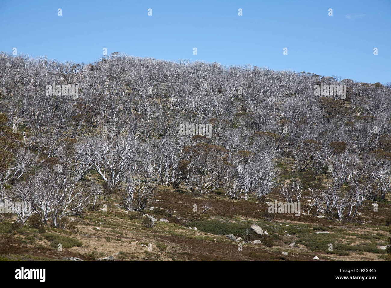 Bushfire regrowth after devastating bushfires in Kosciuszko National ...