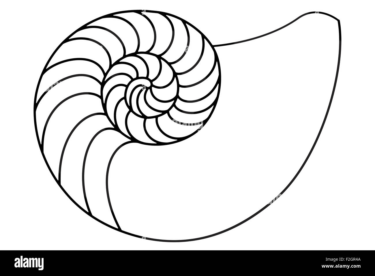 Chambered nautilus illustrations hi-res stock photography and images ...