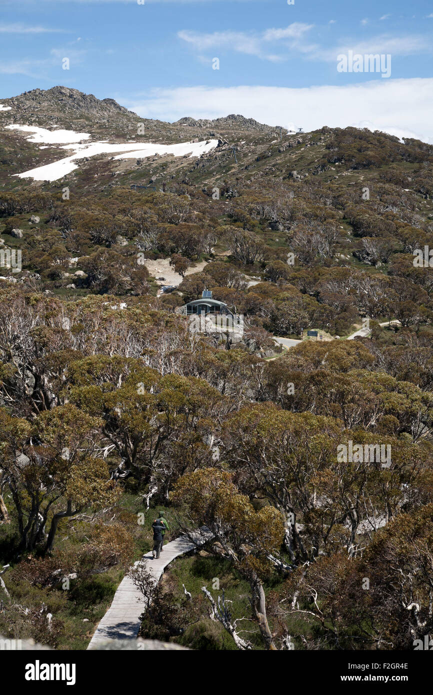 Lone bushwalker on the elevated boardwalk at Charlotte Pass Kosciuszko ...