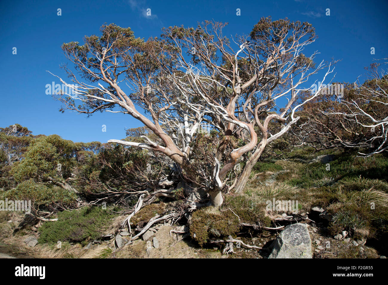 Australian Alpine snow gums in the springtime Kosciuszko National Park ...