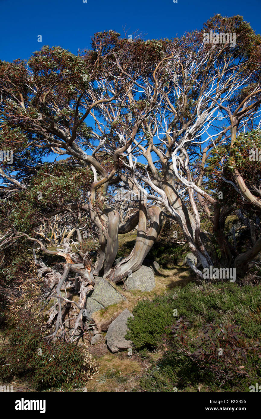 Australian Alpine snow gums in the springtime Kosciuszko National Park ...