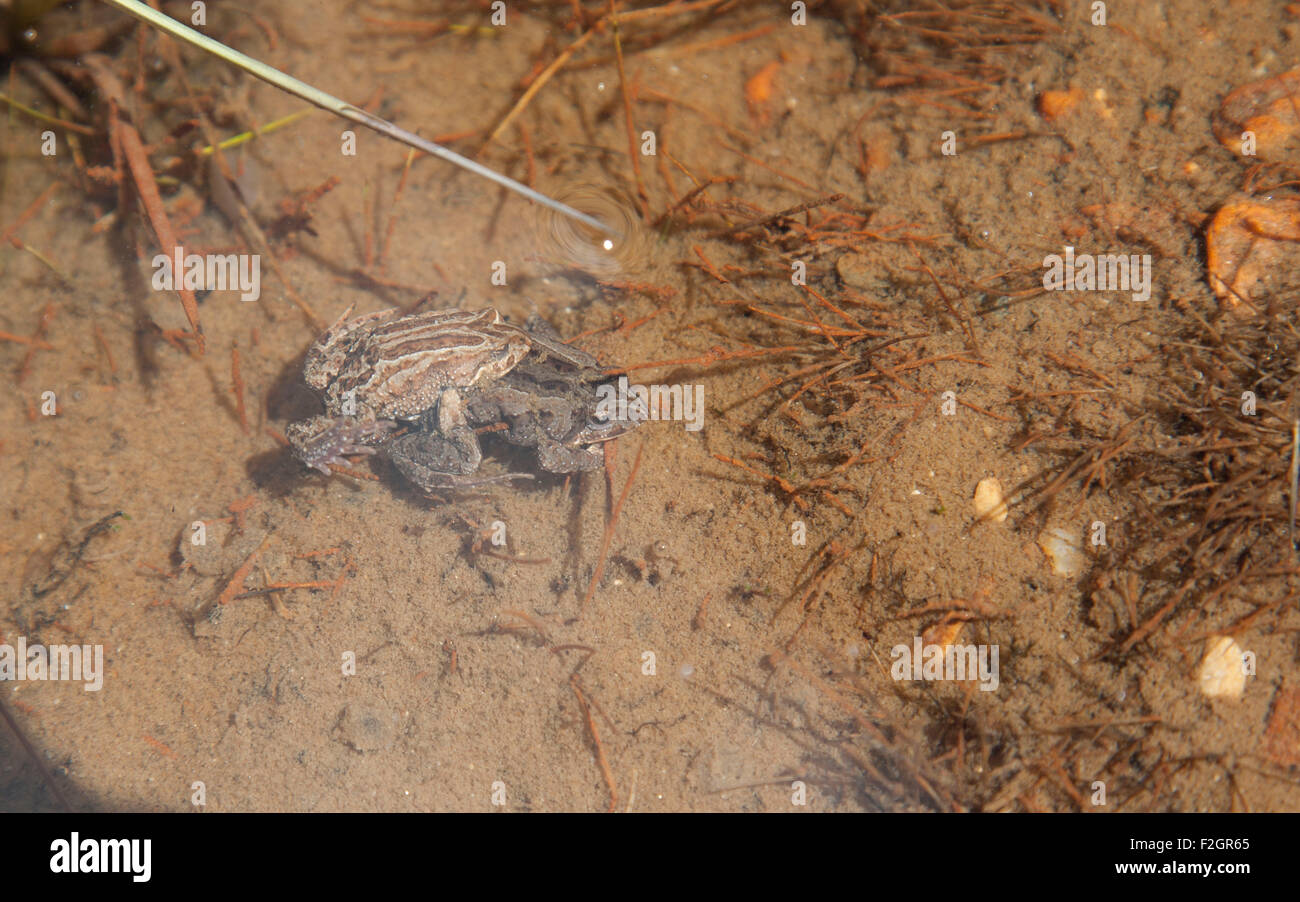 Alpine Frogs in freshwater stream Kosciuszko National Park Snowy ...