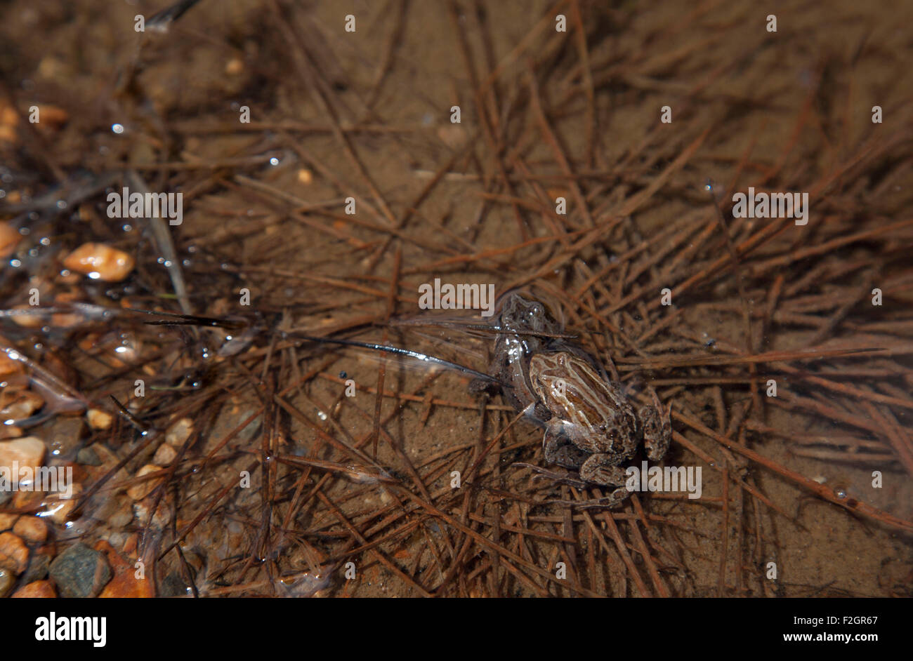 Australian frogs hi-res stock photography and images - Alamy