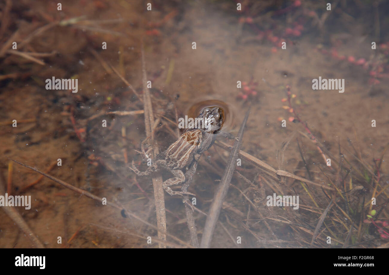 Australian amphibian hi-res stock photography and images - Alamy