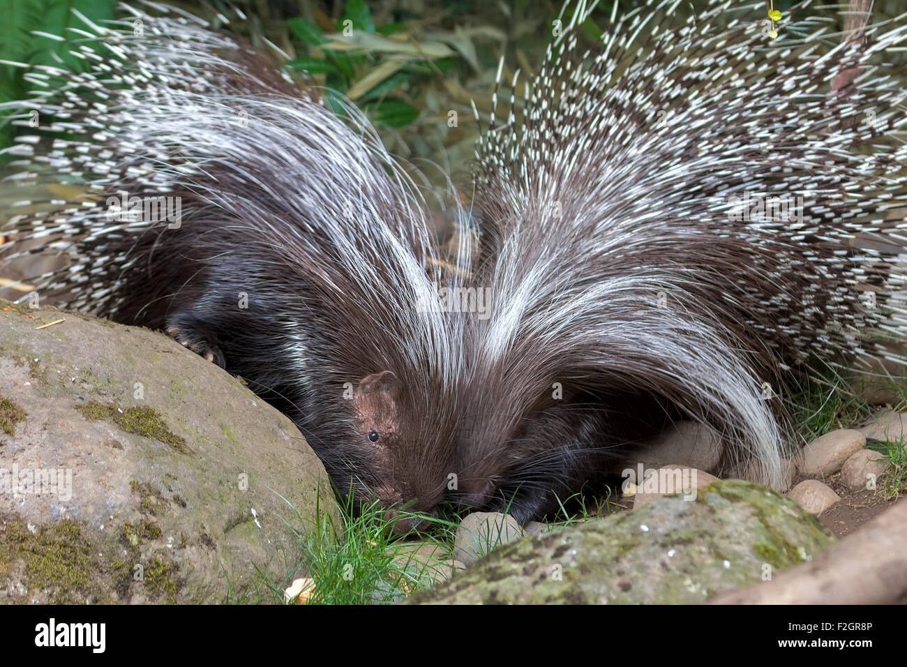African Crested Porcupine Pair Portrait Stock Photo - Alamy