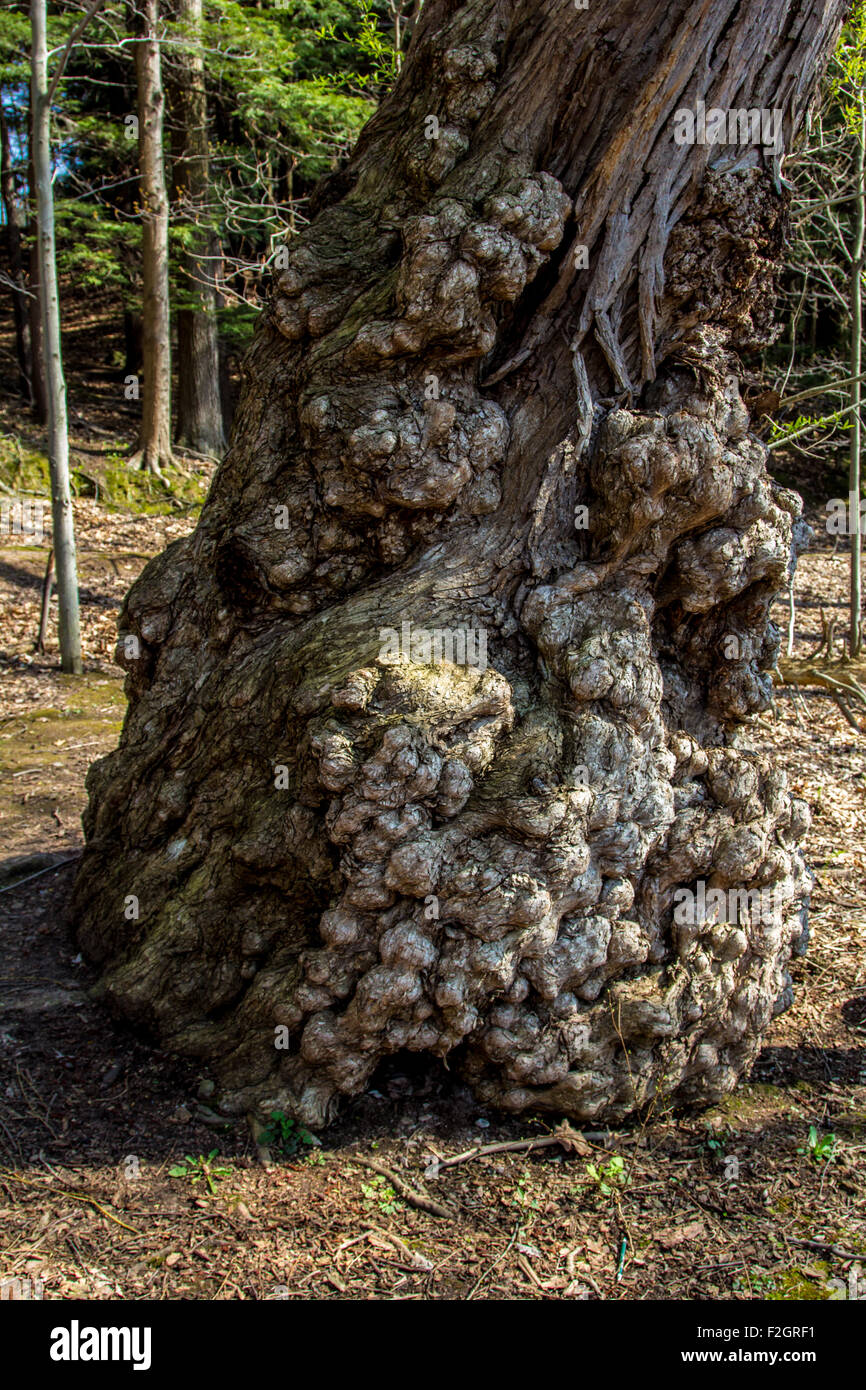 Knobbly Tree High Resolution Stock Photography and Images - Alamy