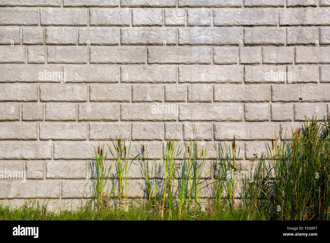 Cat Tails in front of brick patterned retaining wall Stock Photo - Alamy