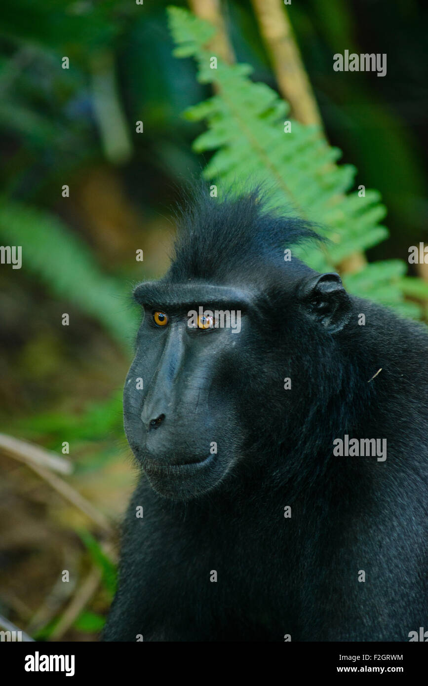 a Single black crested macaque also known as the celebes black macaque ...