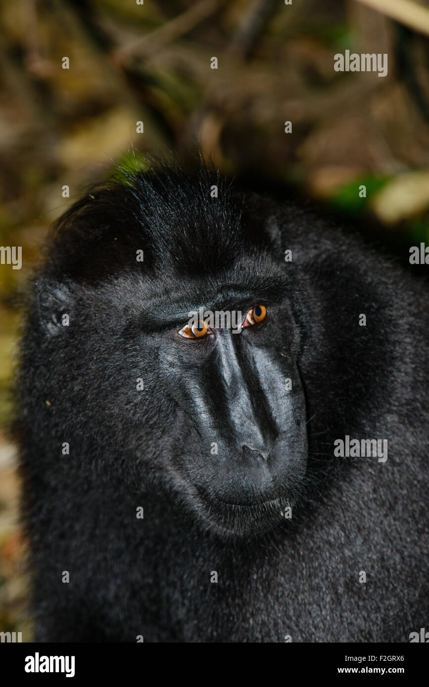 a Single black crested macaque also known as the celebes black macaque ...