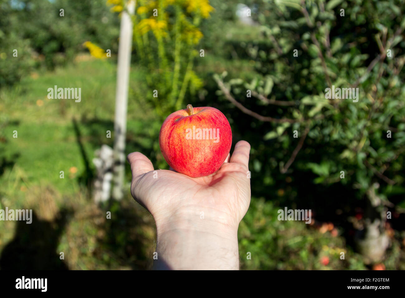 Hand picking apple tree hi-res stock photography and images - Alamy