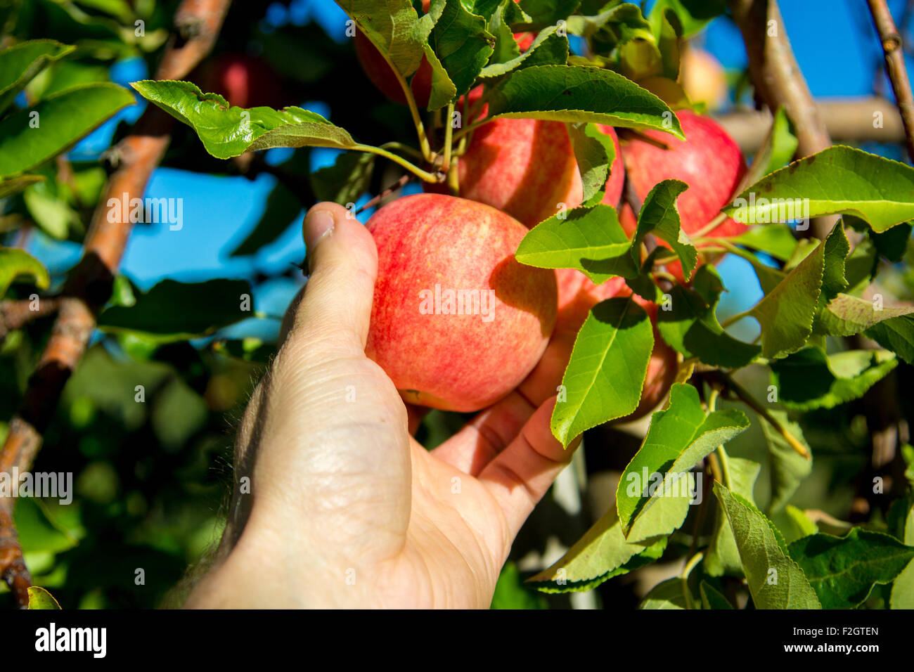 Hand picking an apple hi-res stock photography and images - Alamy