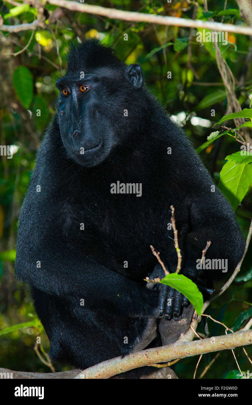 a Single black crested macaque also known as the celebes black macaque ...