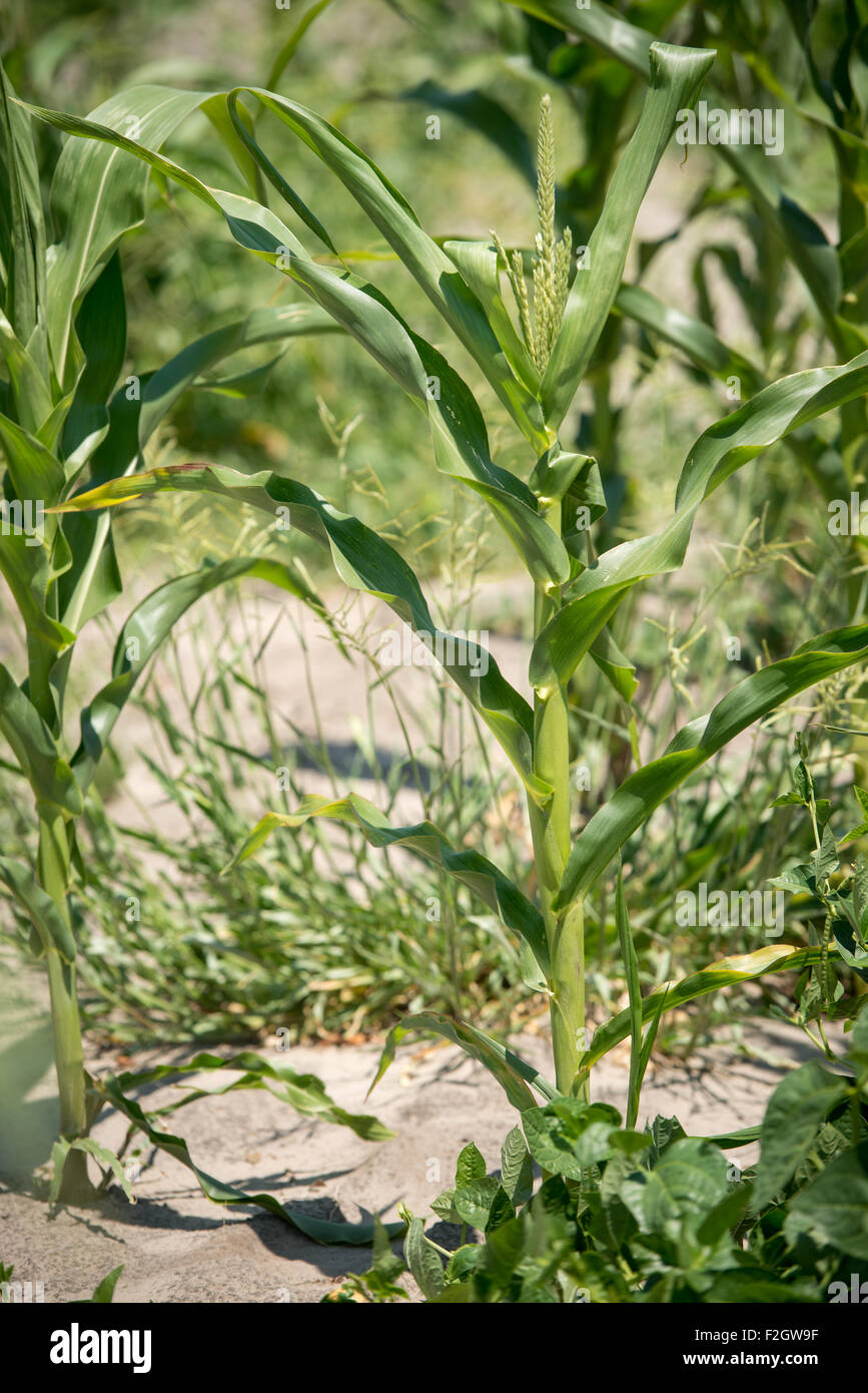 African Corn Growing in the Fields of Maun, Botswana Stock Photo - Alamy
