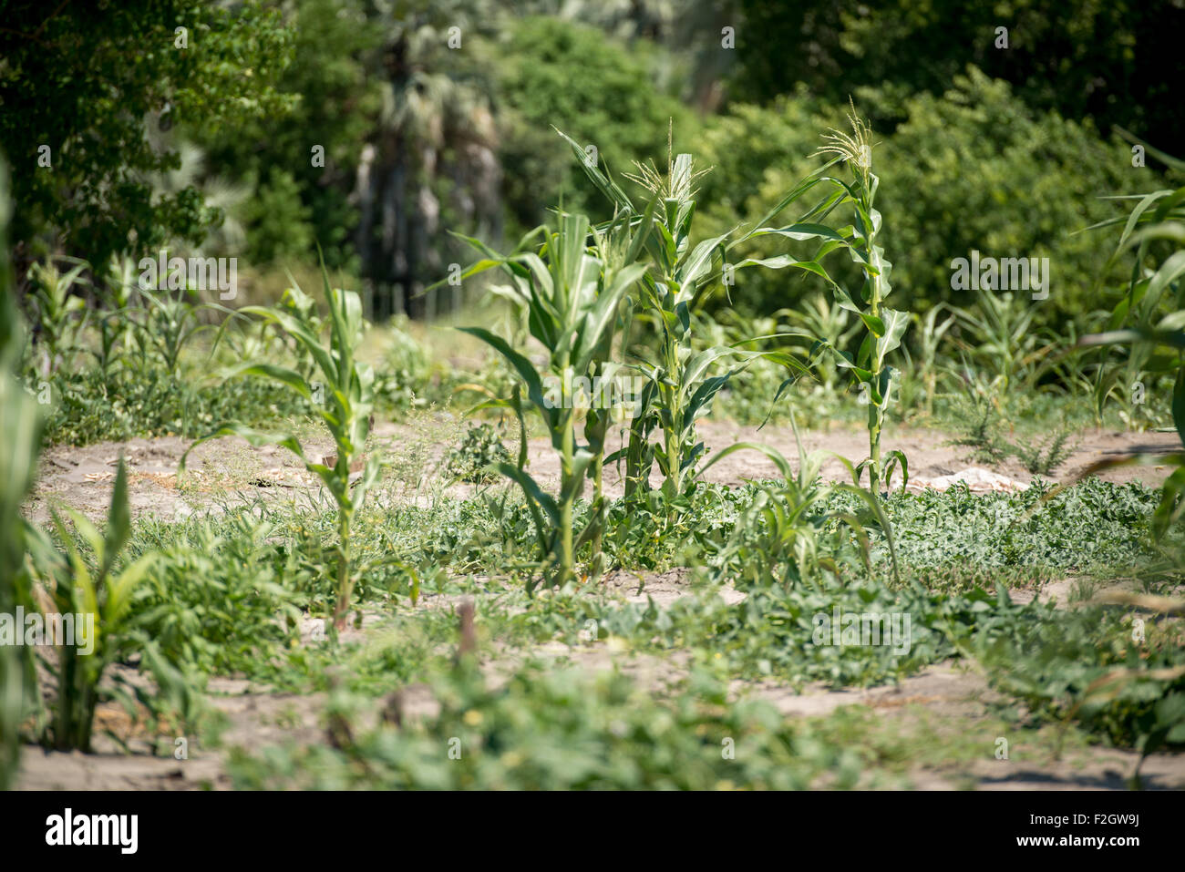 African Corn Growing in the Fields of Maun, Botswana Stock Photo - Alamy