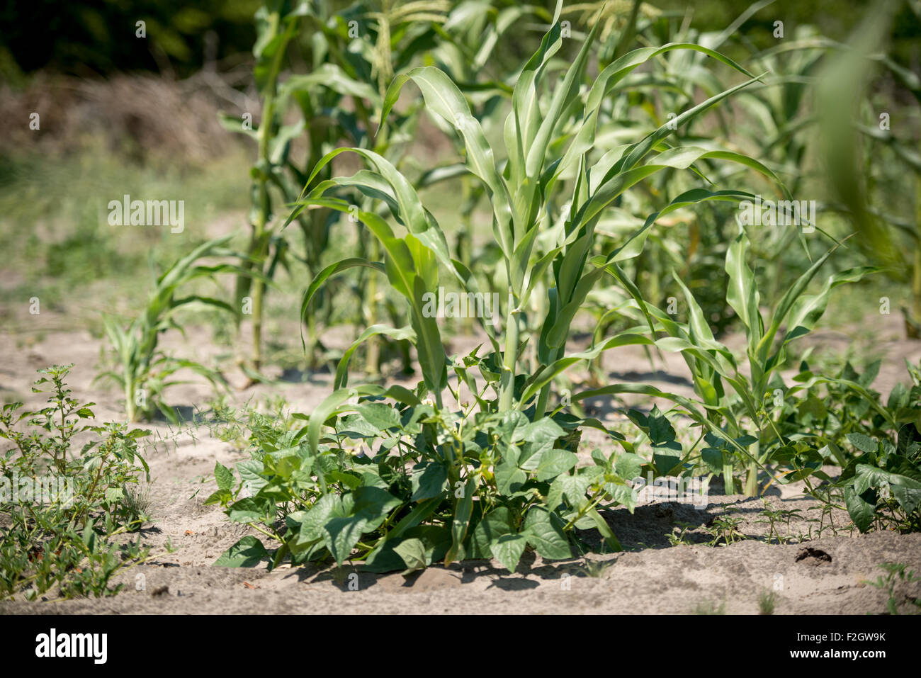 African Corn Growing in the Fields of Maun, Botswana Stock Photo - Alamy
