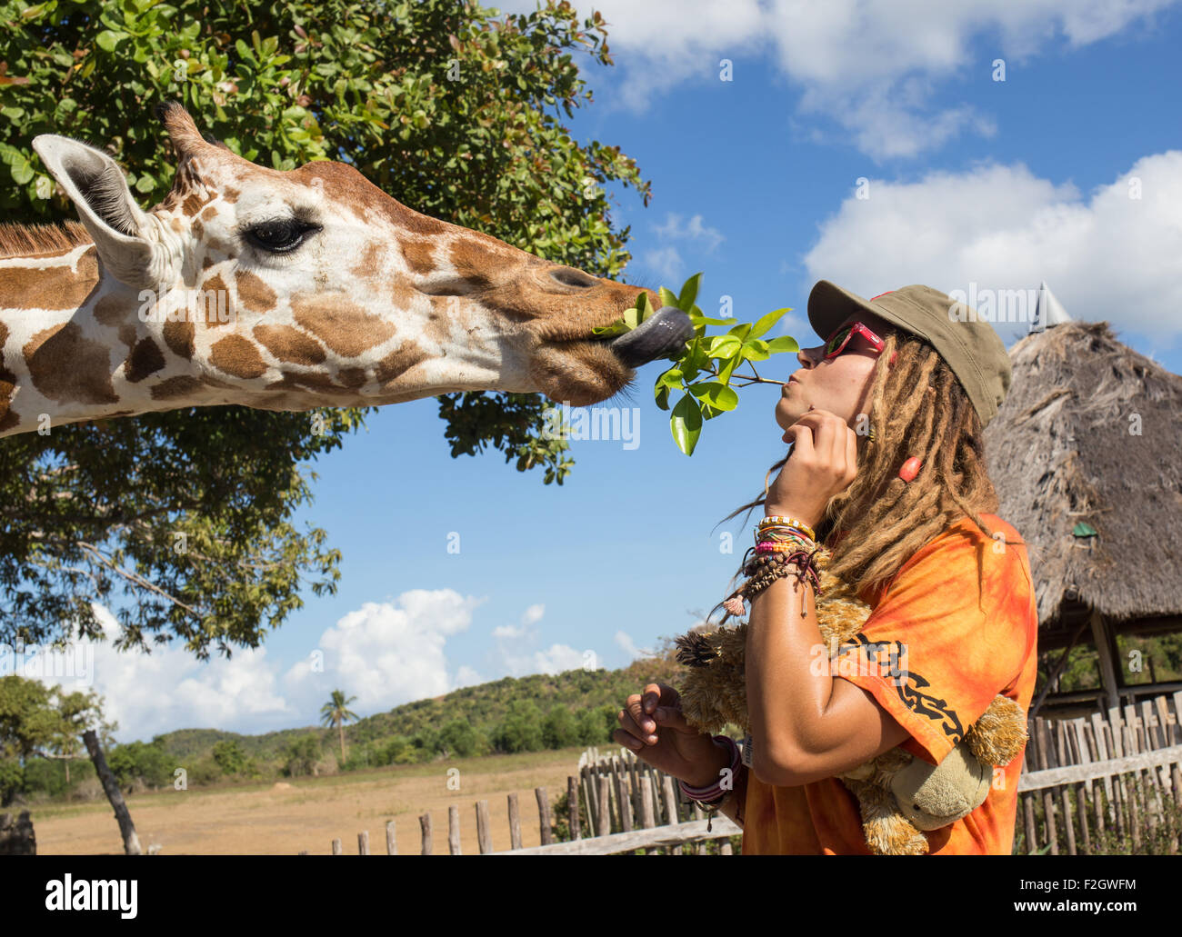 Girl Feeding Giraffe at Zoo Stock Photo - Alamy
