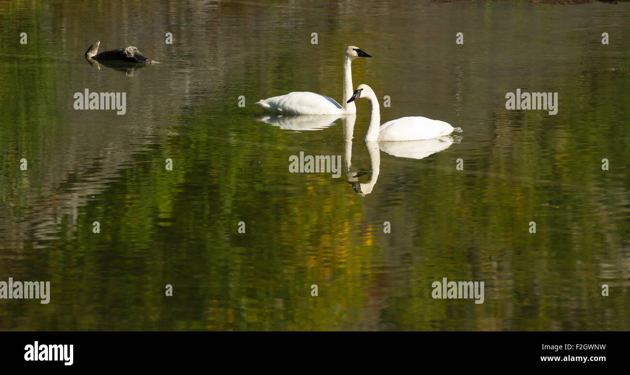 A calm lake supports two Trumpeter Swans during the fall in Alaska ...