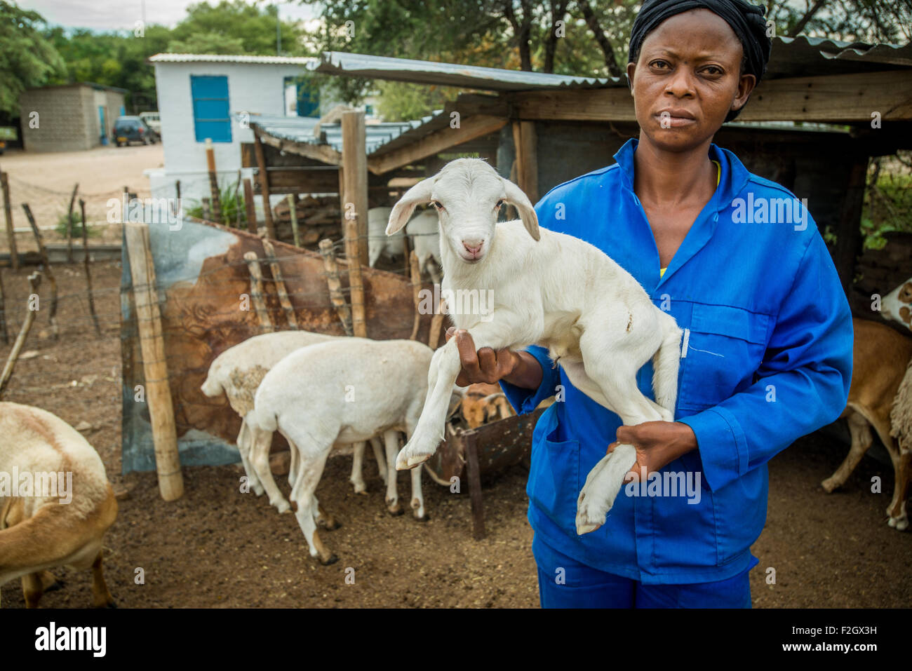 Damara sheep hi-res stock photography and images - Alamy