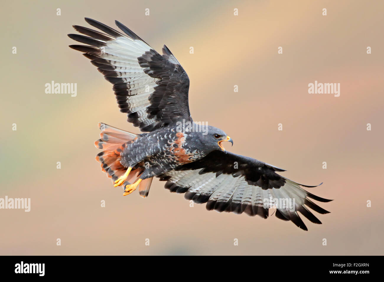 Jackal buzzard (Buteo rufofuscus) in flight with outstretched wings ...
