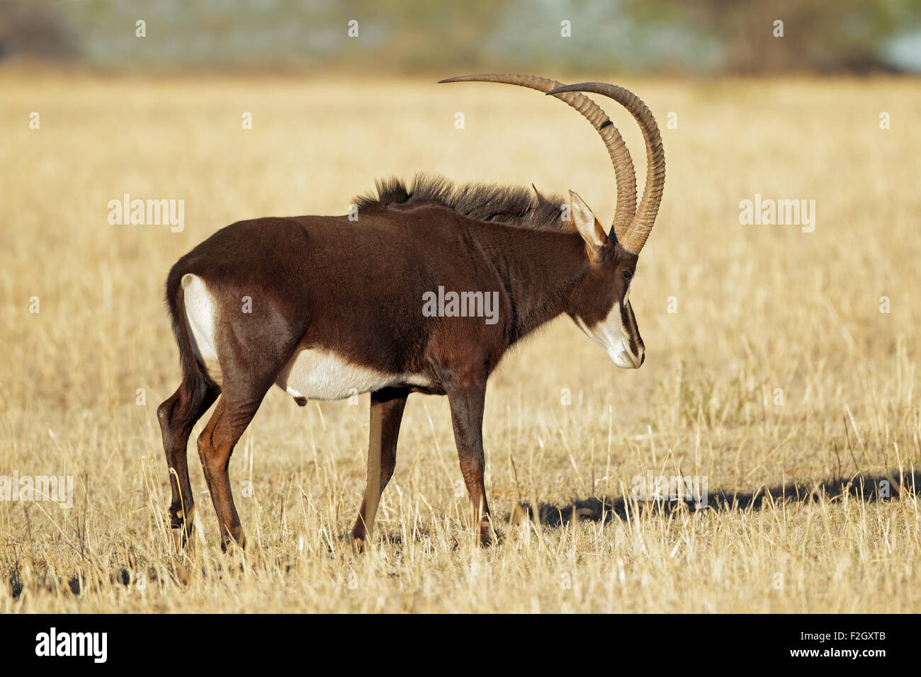 Male sable antelope (Hippotragus niger) with magnificent horns, South ...