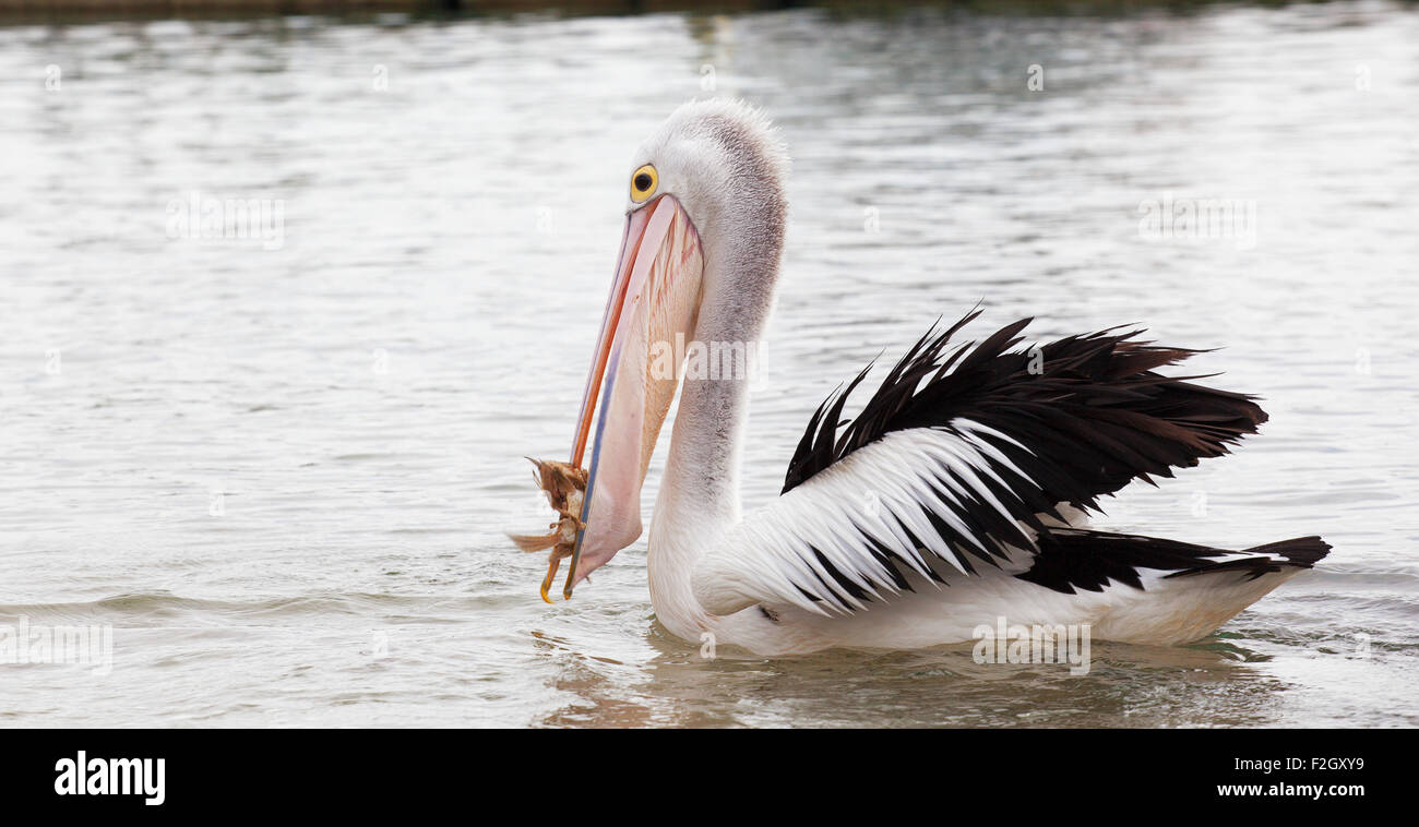 Pelican eating hi-res stock photography and images - Alamy