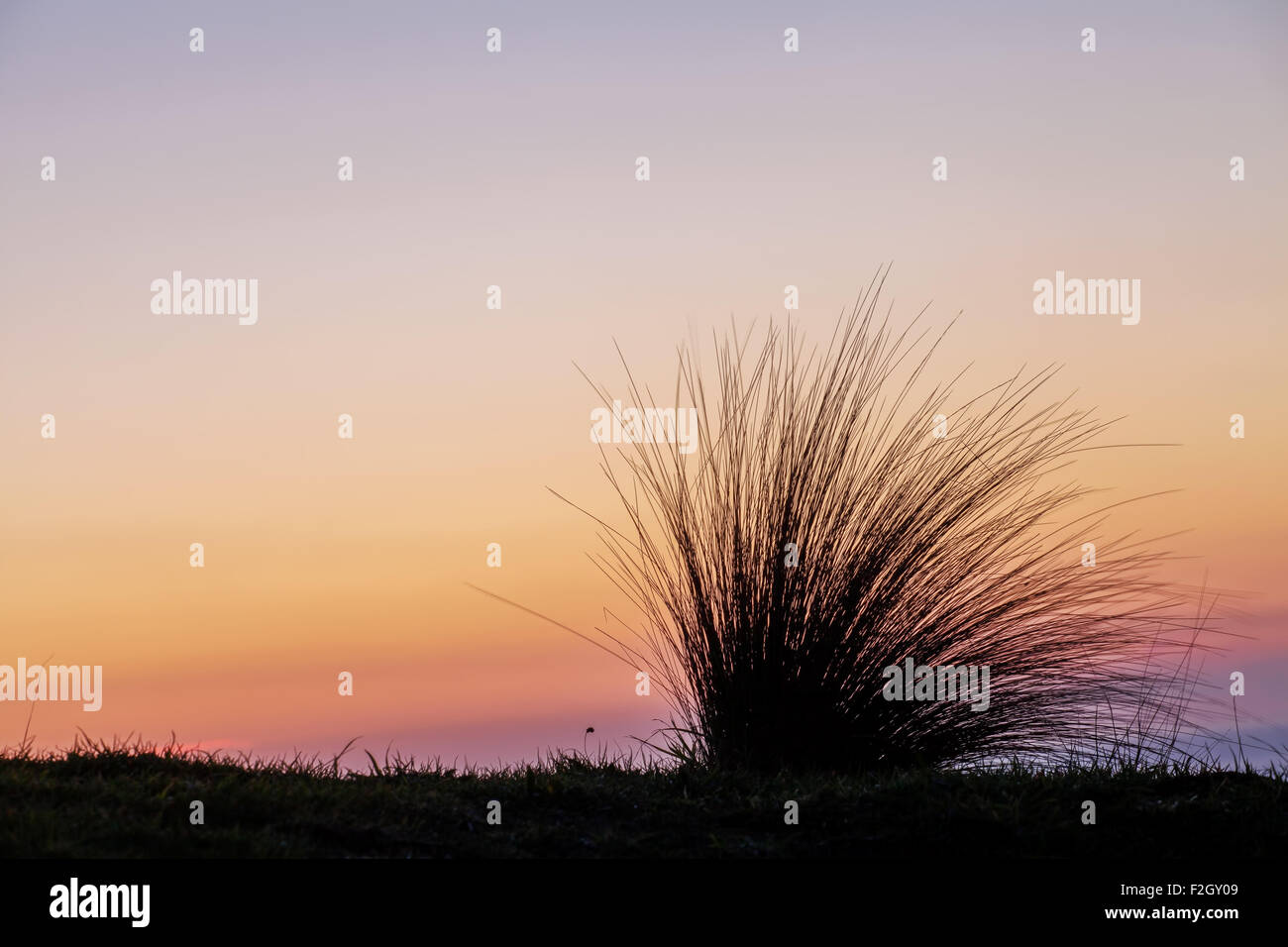 Sunset and grass hi-res stock photography and images - Alamy