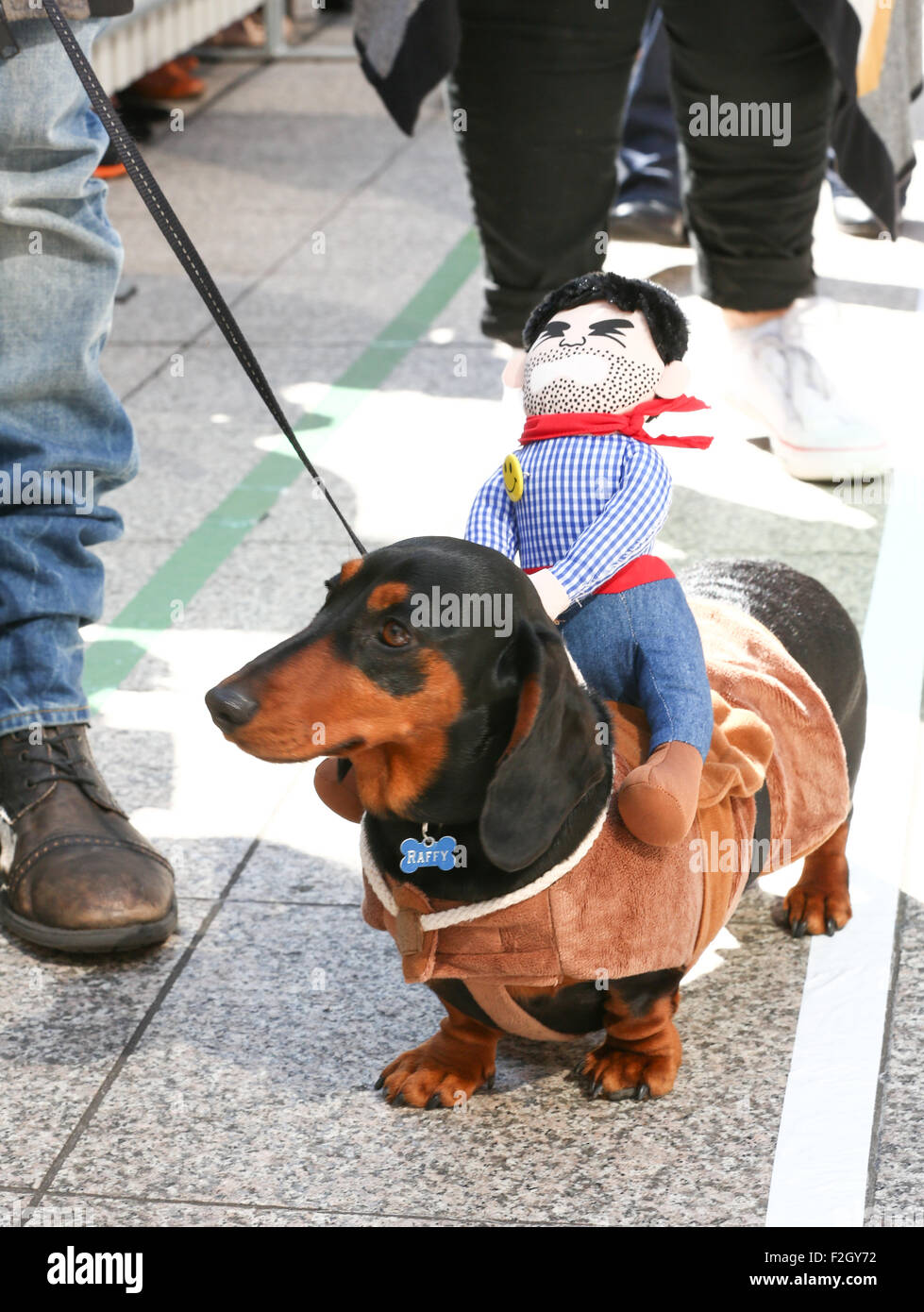 Dogs at the Hophaus Teckelrennen (Dachshund Race) in Melbourne ...