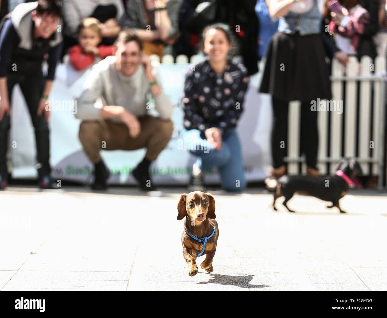 Dachsund dogs running in the inaugural Teckelrennen race in Melbourne ...