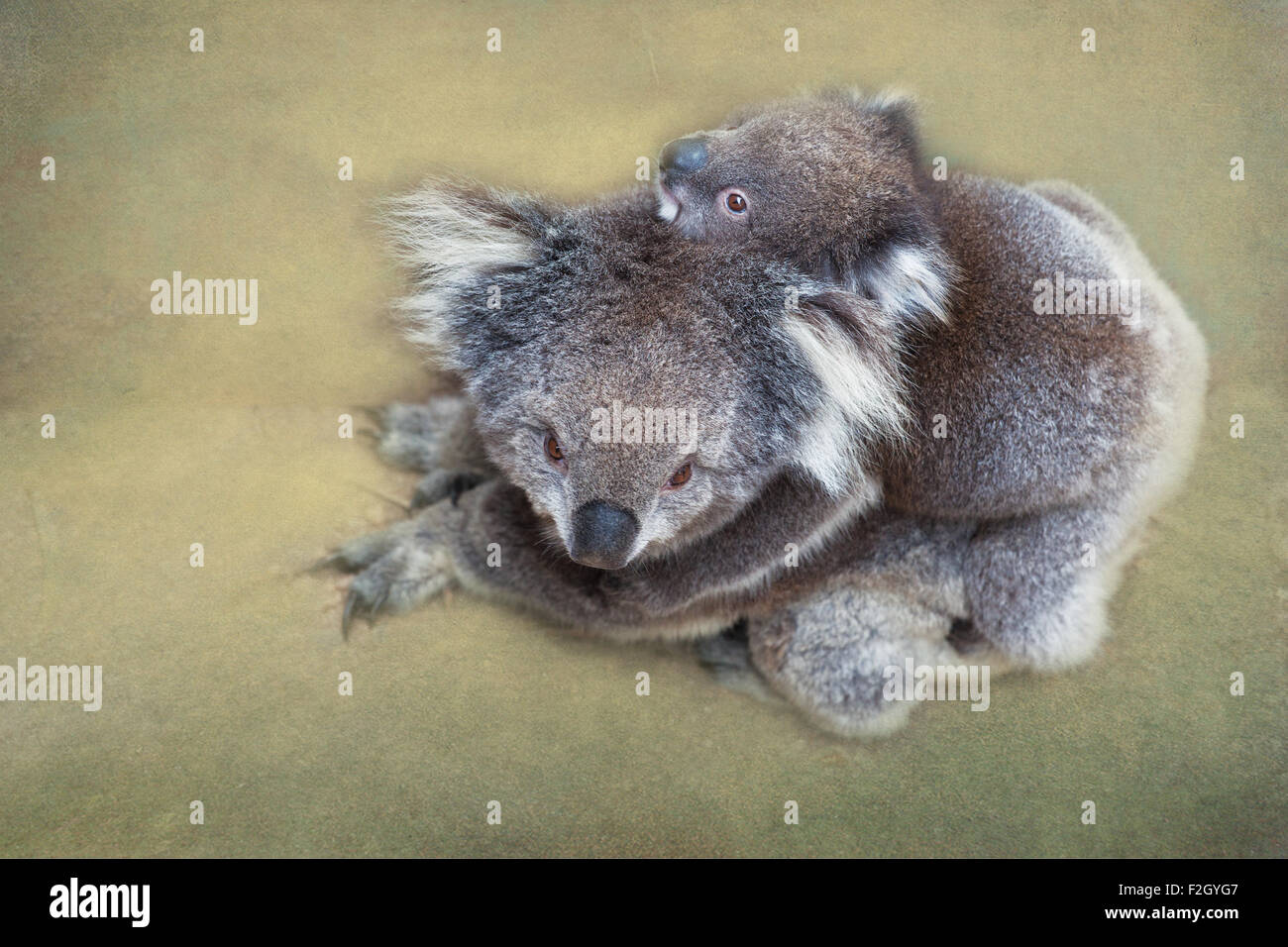 Baby cub koala hi-res stock photography and images - Alamy