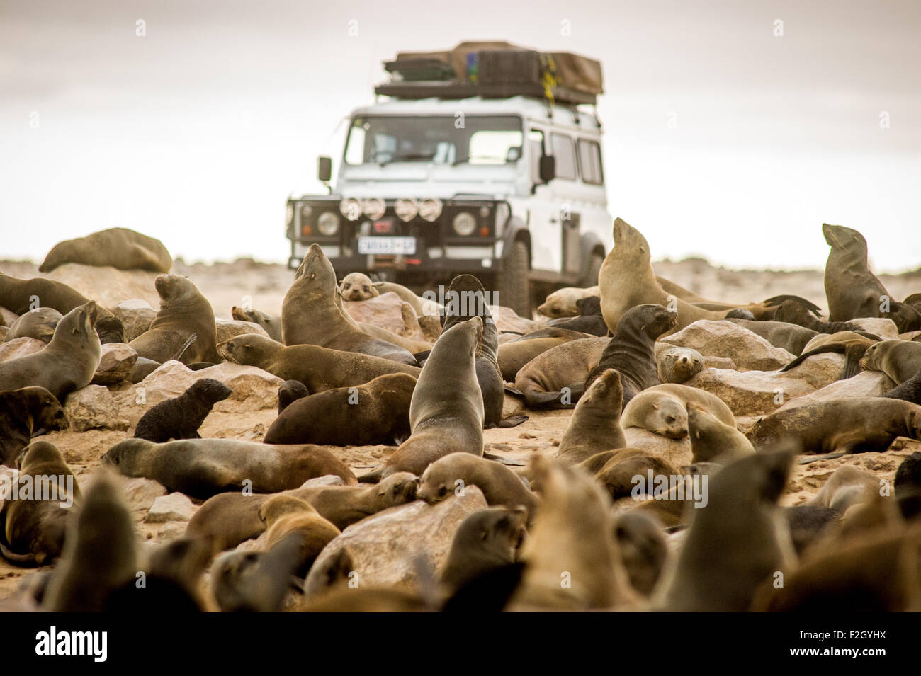 Cape Fur Seals (pinnipedia) on the Seal reserve off the Skeleton Coast ...