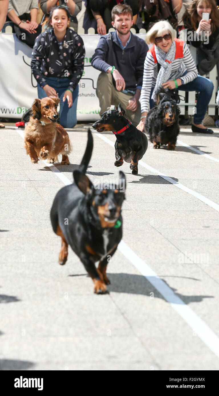 Dachsund dogs running in the inaugural Teckelrennen race in Melbourne ...