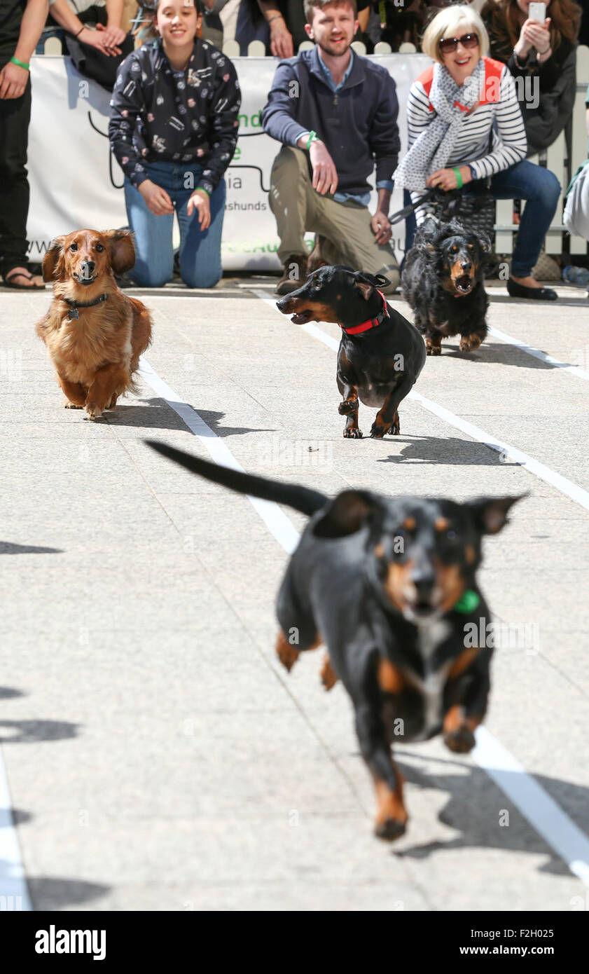 Dachsund dogs running in the inaugural Teckelrennen race in Melbourne ...