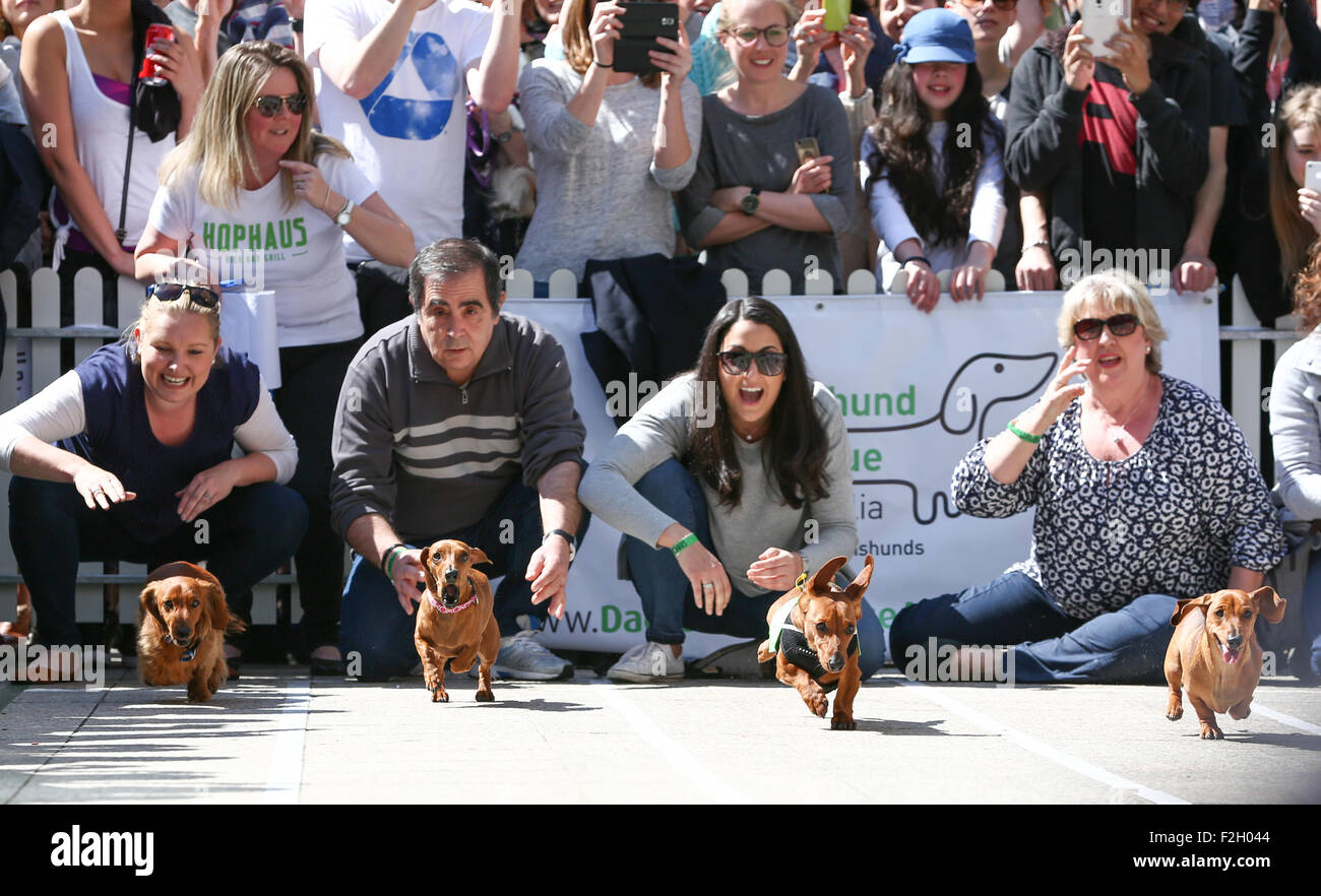 Dachsund dogs running in the inaugural Teckelrennen race in Melbourne ...