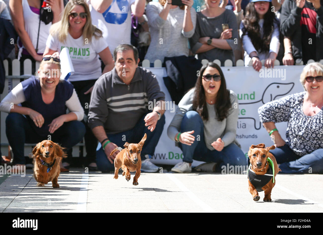 Dachsund dogs running in the inaugural Teckelrennen race in Melbourne ...