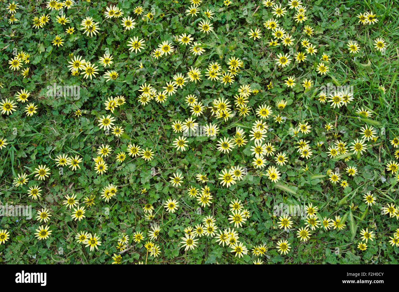 Cape Weed aka cape dandelion,cape daisy,cape marigold. Arctotheca ...