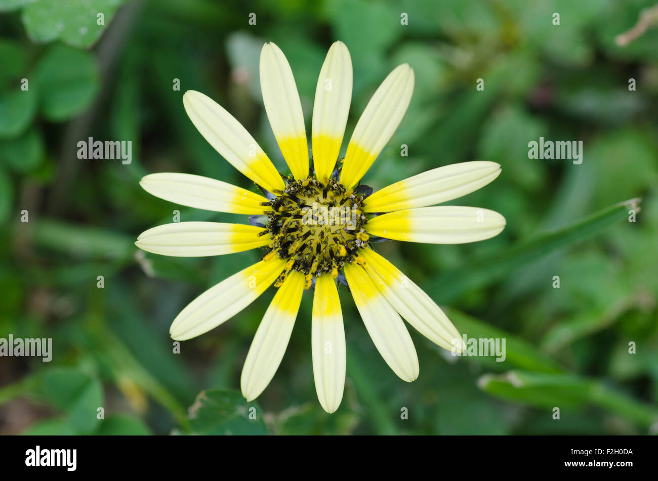 Cape Weed aka cape dandelion,cape daisy,cape marigold. Arctotheca ...