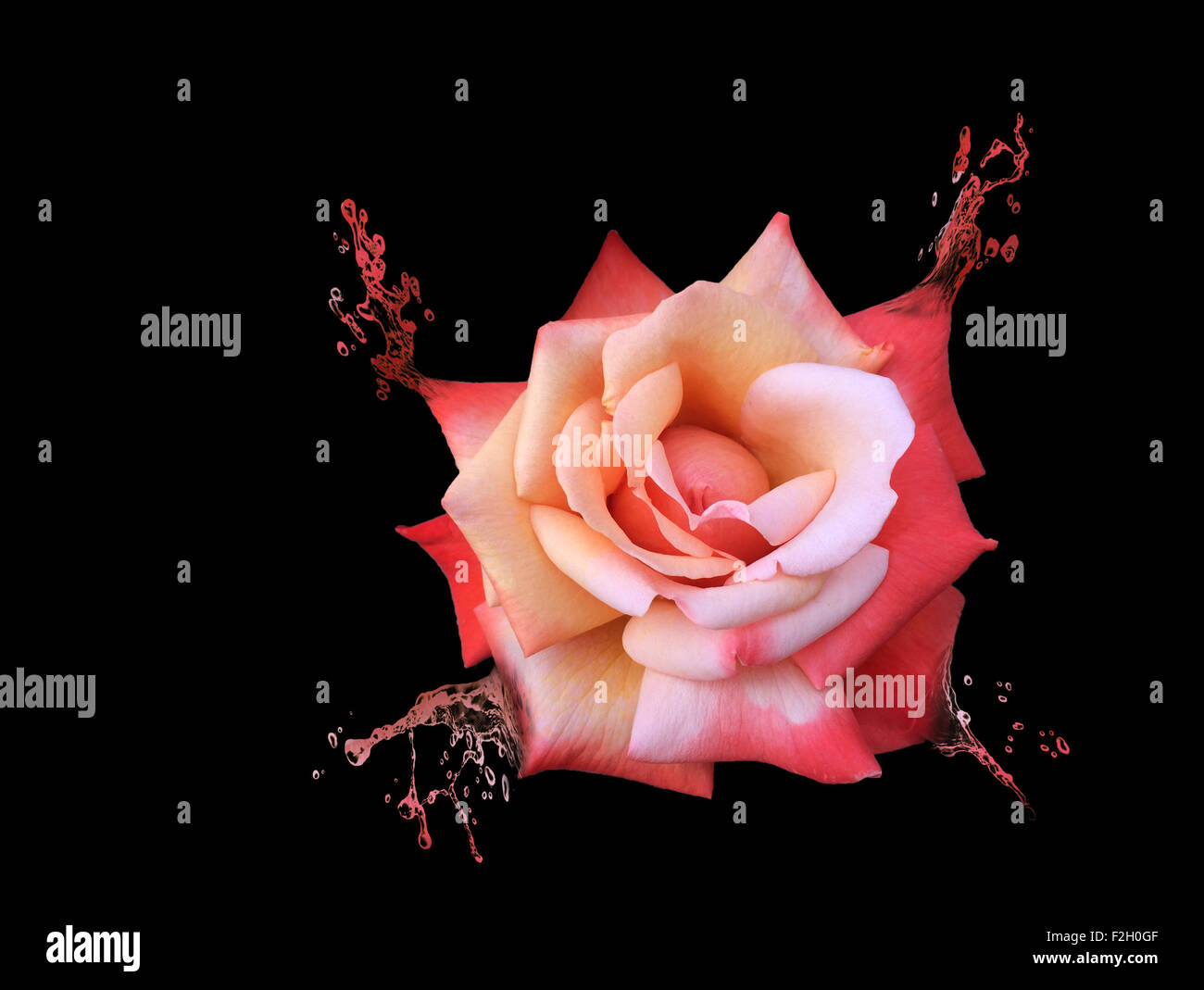 Stylish red rose hi-res stock photography and images - Alamy
