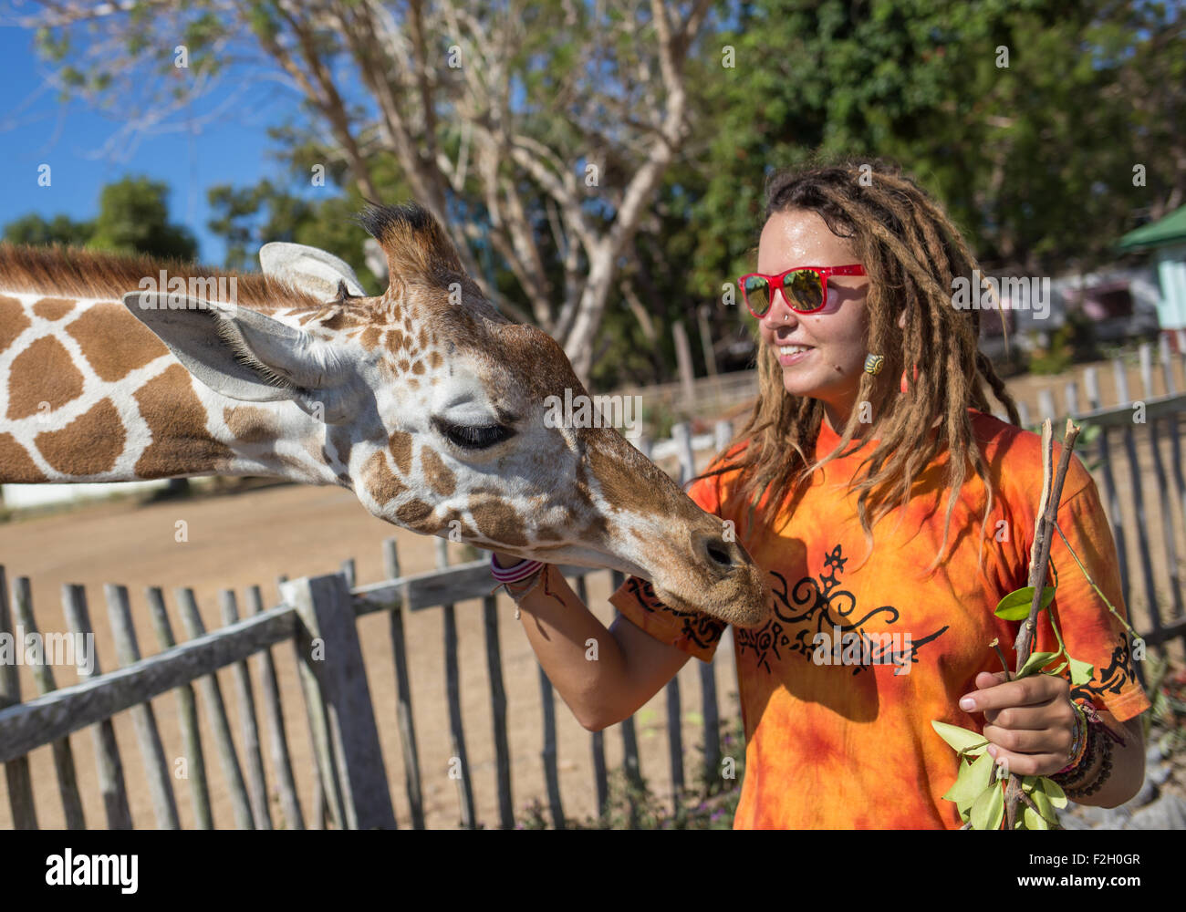 Girl Feeding Giraffe at Zoo Stock Photo - Alamy