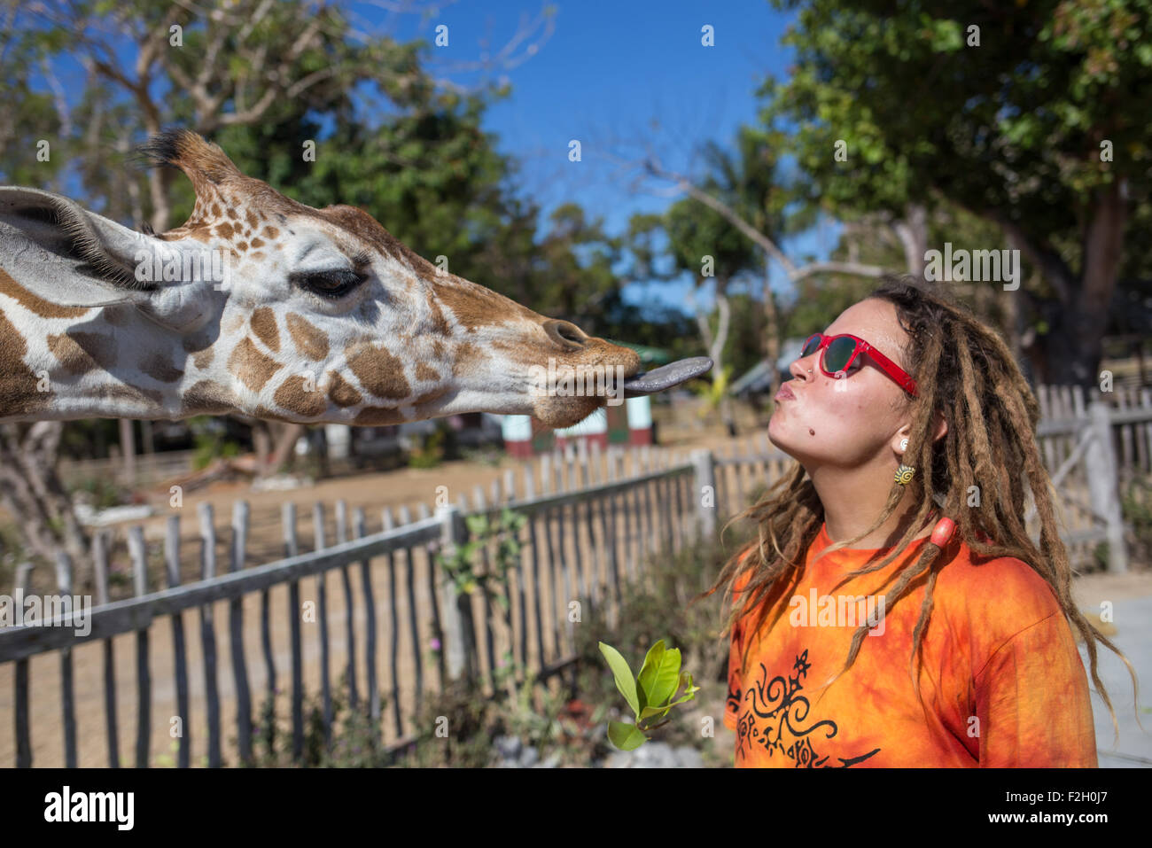 Girl Feeding Giraffe at Zoo Stock Photo - Alamy
