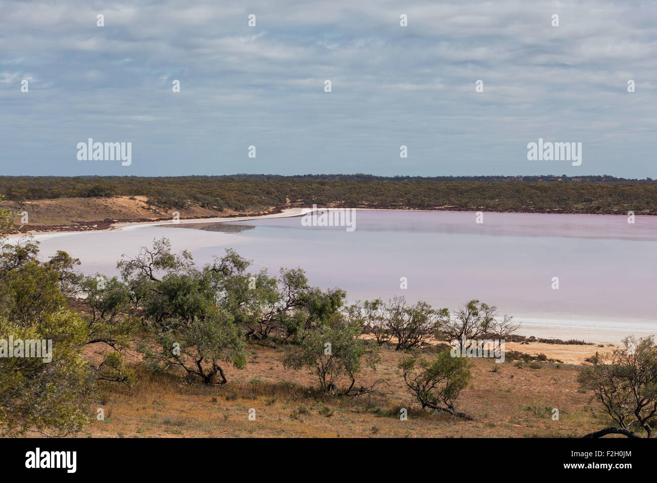 Pink salt lake Becking amongst native Australian vegetation, Victoria ...