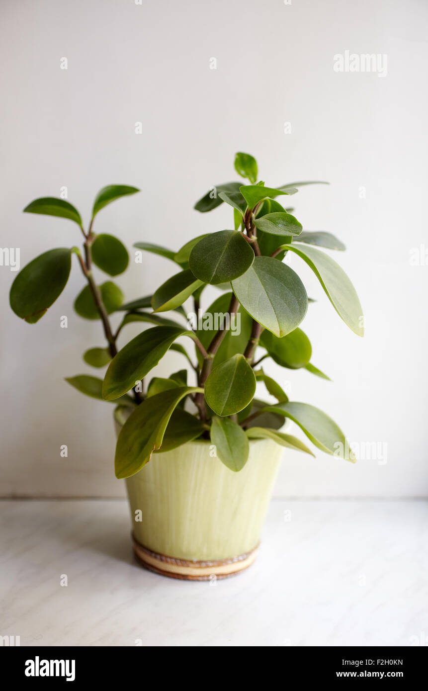 Photo of nice pot plant Stock Photo - Alamy