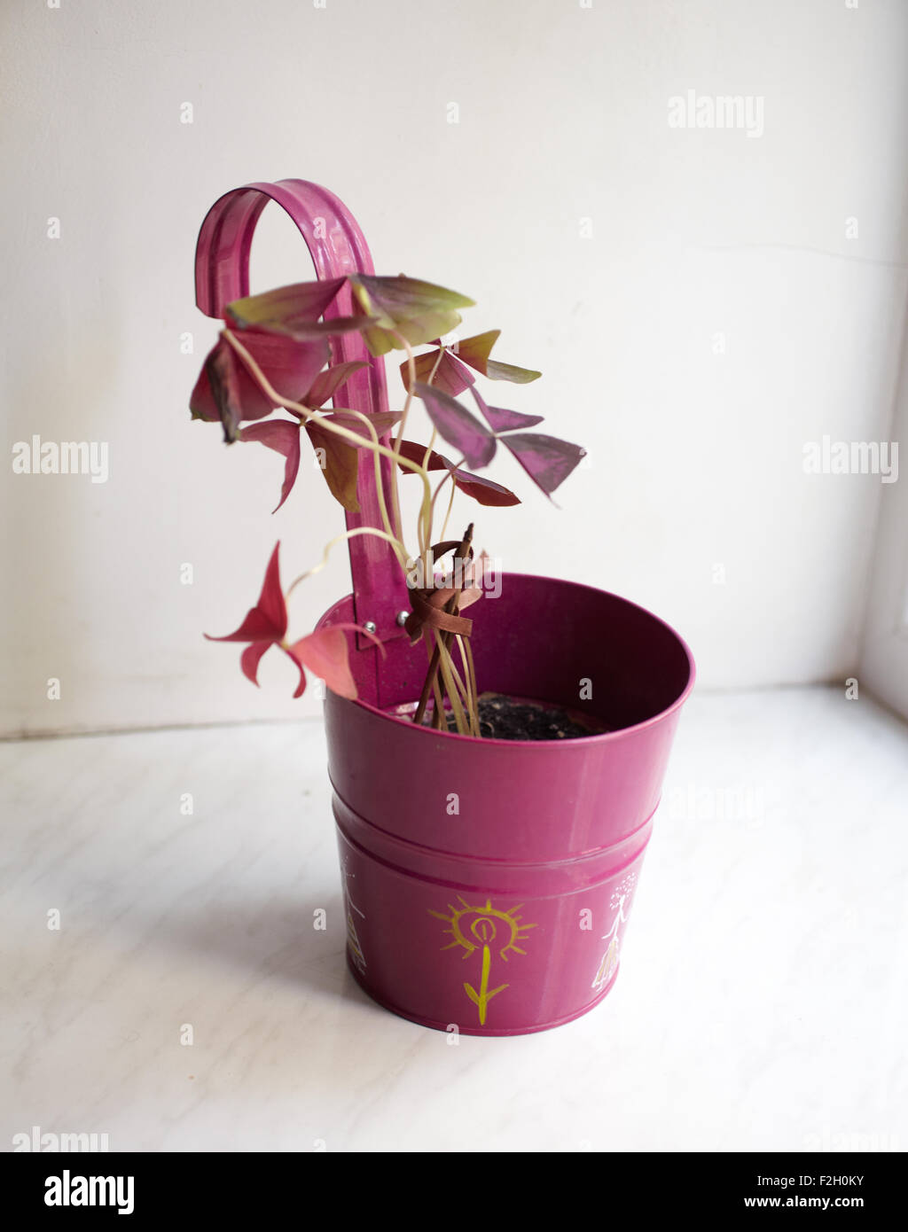 Photo of nice pot plant Stock Photo - Alamy