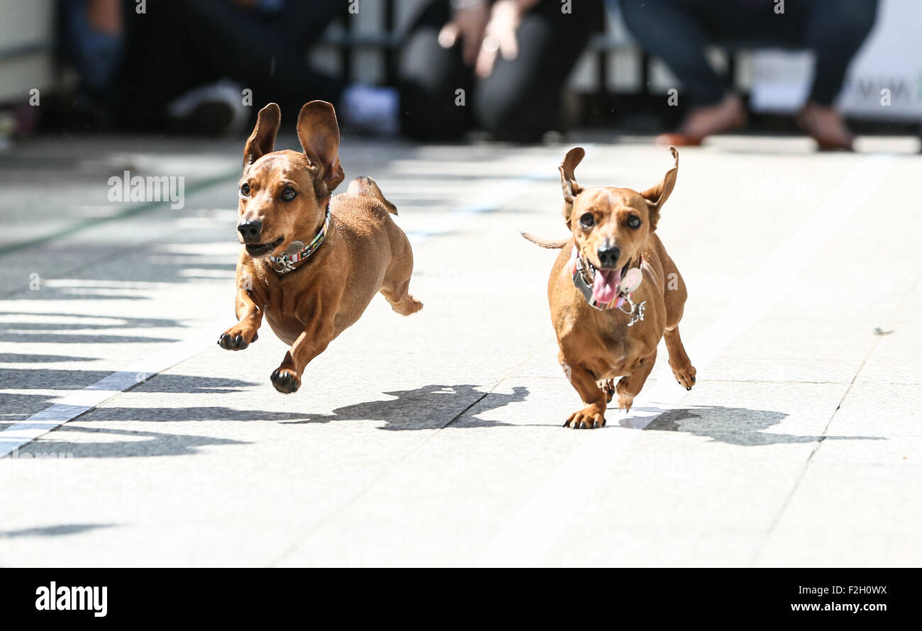 Dachsund dogs running in the inaugural Teckelrennen race in Melbourne ...