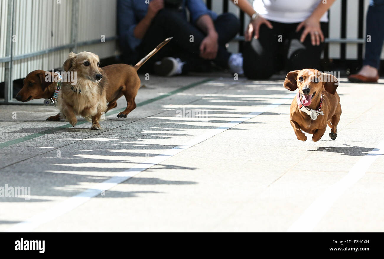 Teckelrennen hi-res stock photography and images - Alamy