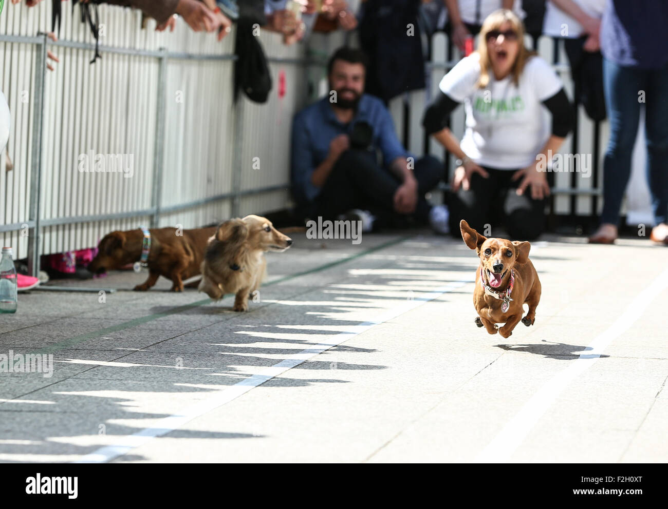 Dachsund dogs running in the inaugural Teckelrennen race in Melbourne ...