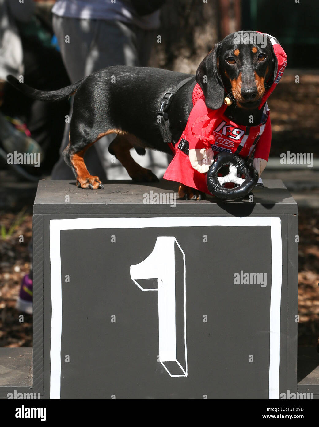 Winning small dog named Cooper with at the inaugural Teckelrennen ...