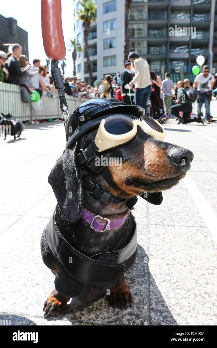 Dogs at the Hophaus Teckelrennen Dachshund Race in Melbourne, Australia ...