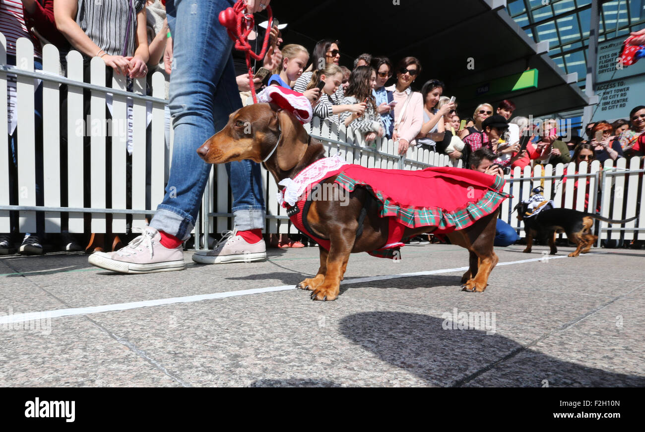 Dogs at the Hophaus Teckelrennen Dachshund Race in Melbourne, Australia ...