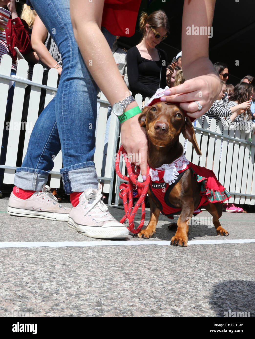Dogs at the Hophaus Teckelrennen Dachshund Race in Melbourne, Australia ...